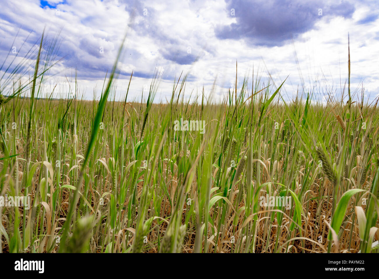 Barley Growing, Rollright Stones, Chipping Norton, UK Stock Photo - Alamy