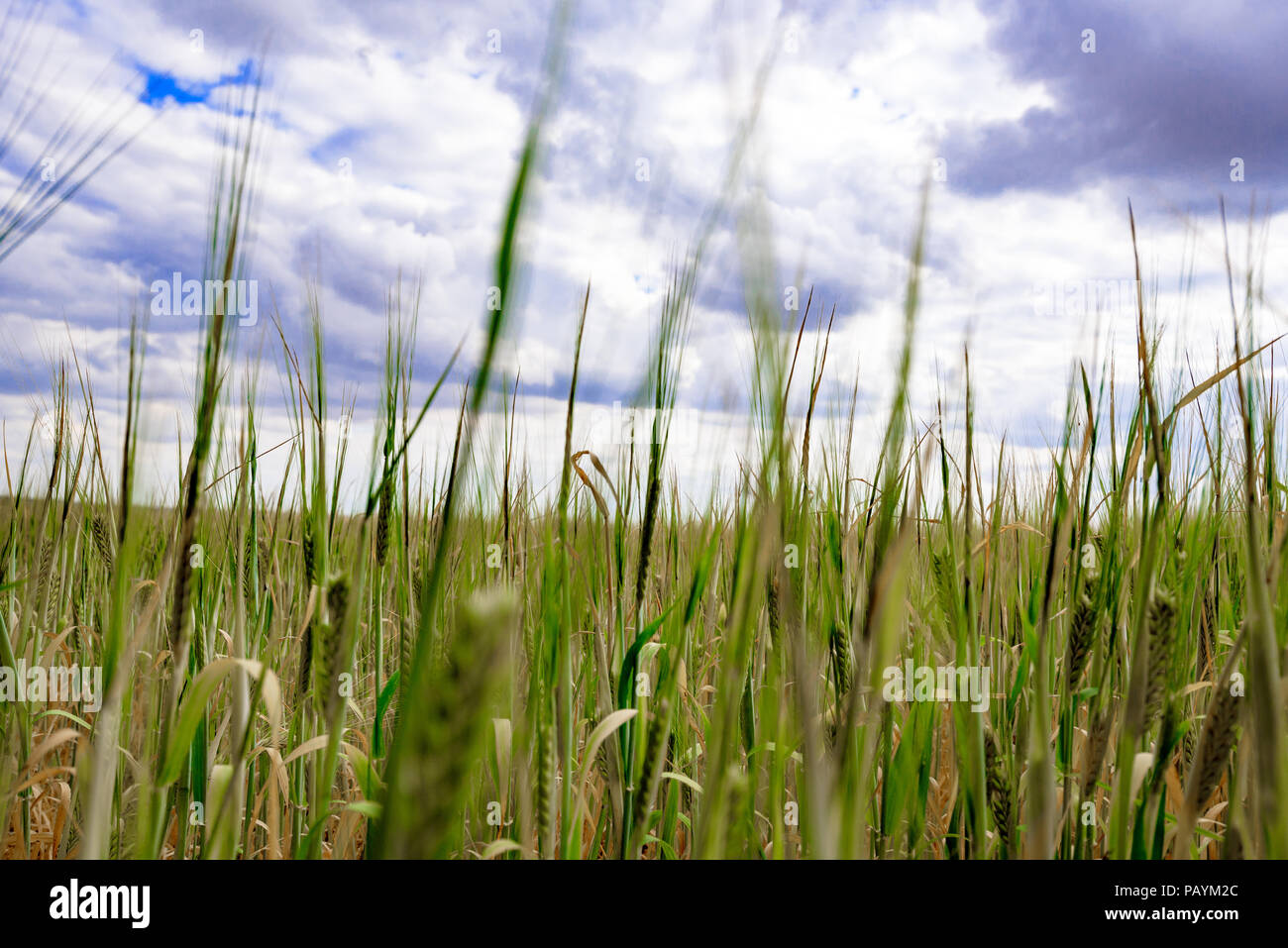 Rollright stones summer solstice hi-res stock photography and images ...