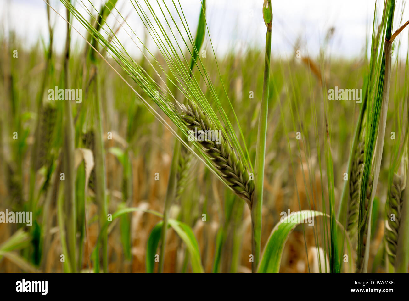Barley Growing, Rollright Stones, Chipping Norton, UK Stock Photo - Alamy