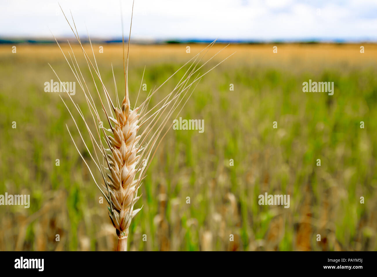 Barley Growing, Rollright Stones, Chipping Norton, UK Stock Photo - Alamy