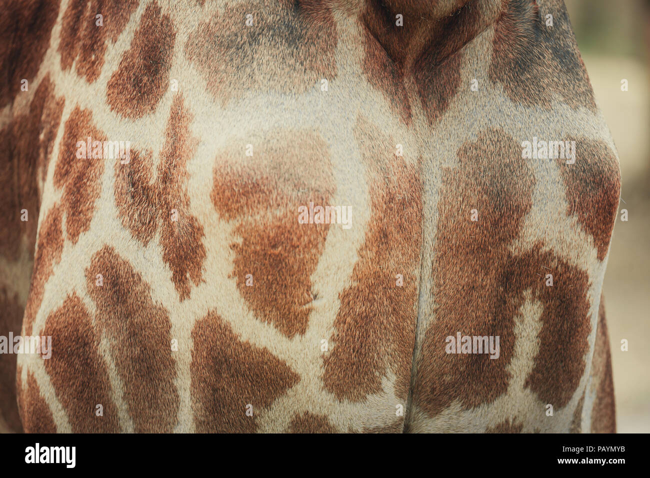 Close up. Chest of giraffe Stock Photo - Alamy