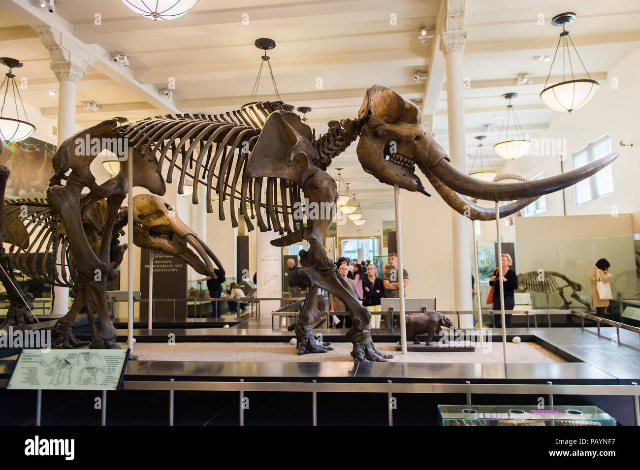 NEW YORK, USA - OCT 8, 2015: Mammoth skeleton at the American museum of ...
