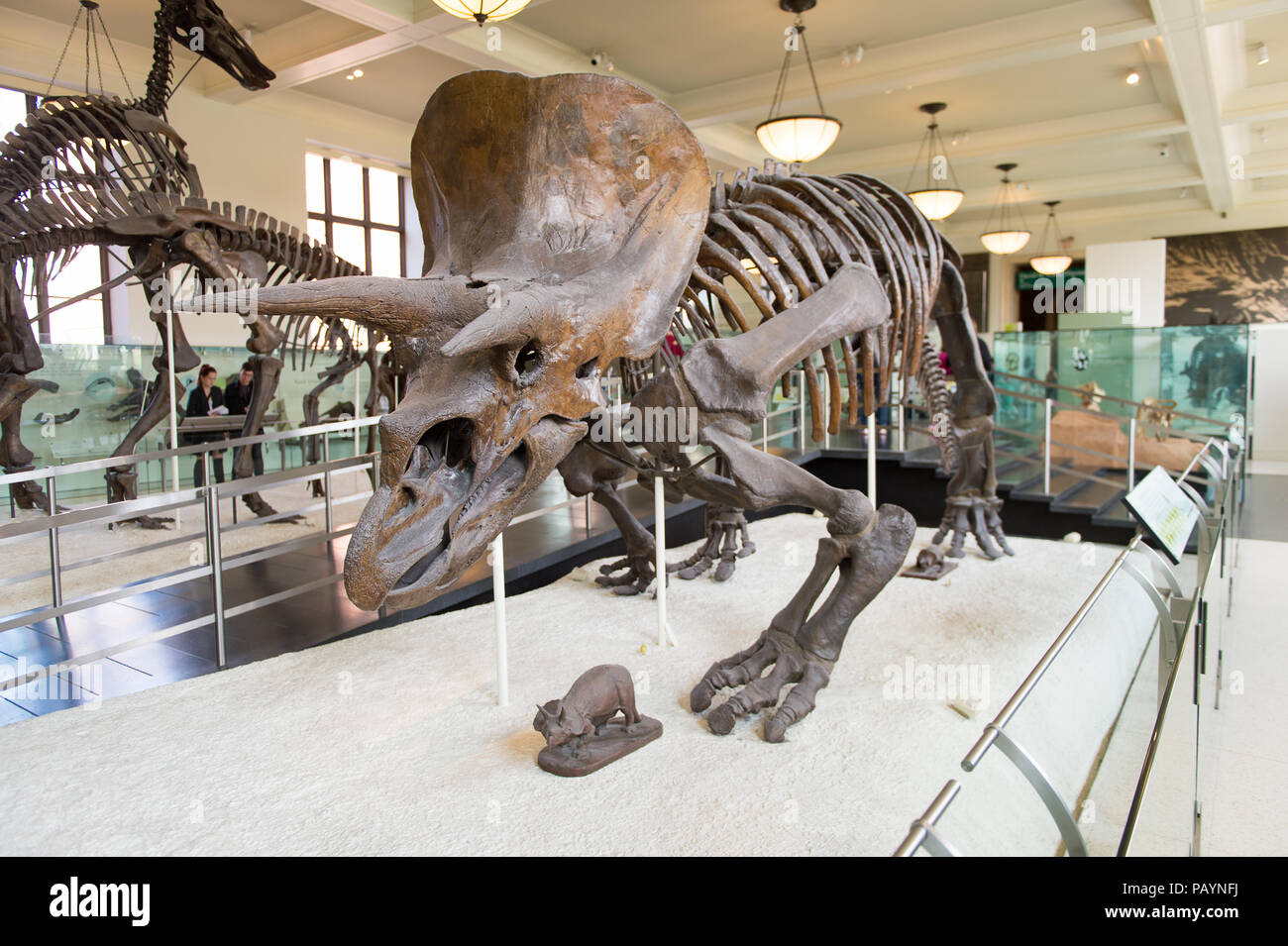 NEW YORK, USA - OCT 8, 2015: Dinosaur skeleton at the American museum ...