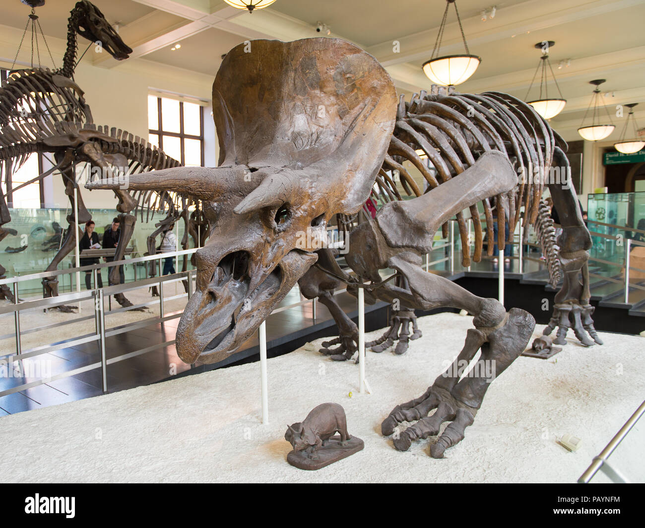 NEW YORK, USA - OCT 8, 2015: Dinosaur skeleton at the American museum ...