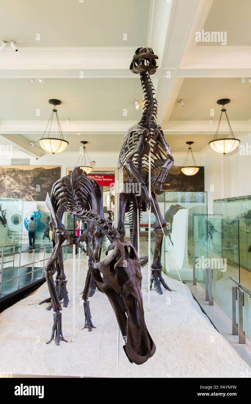 NEW YORK, USA - OCT 8, 2015: Dinosaur skeleton at the American museum ...