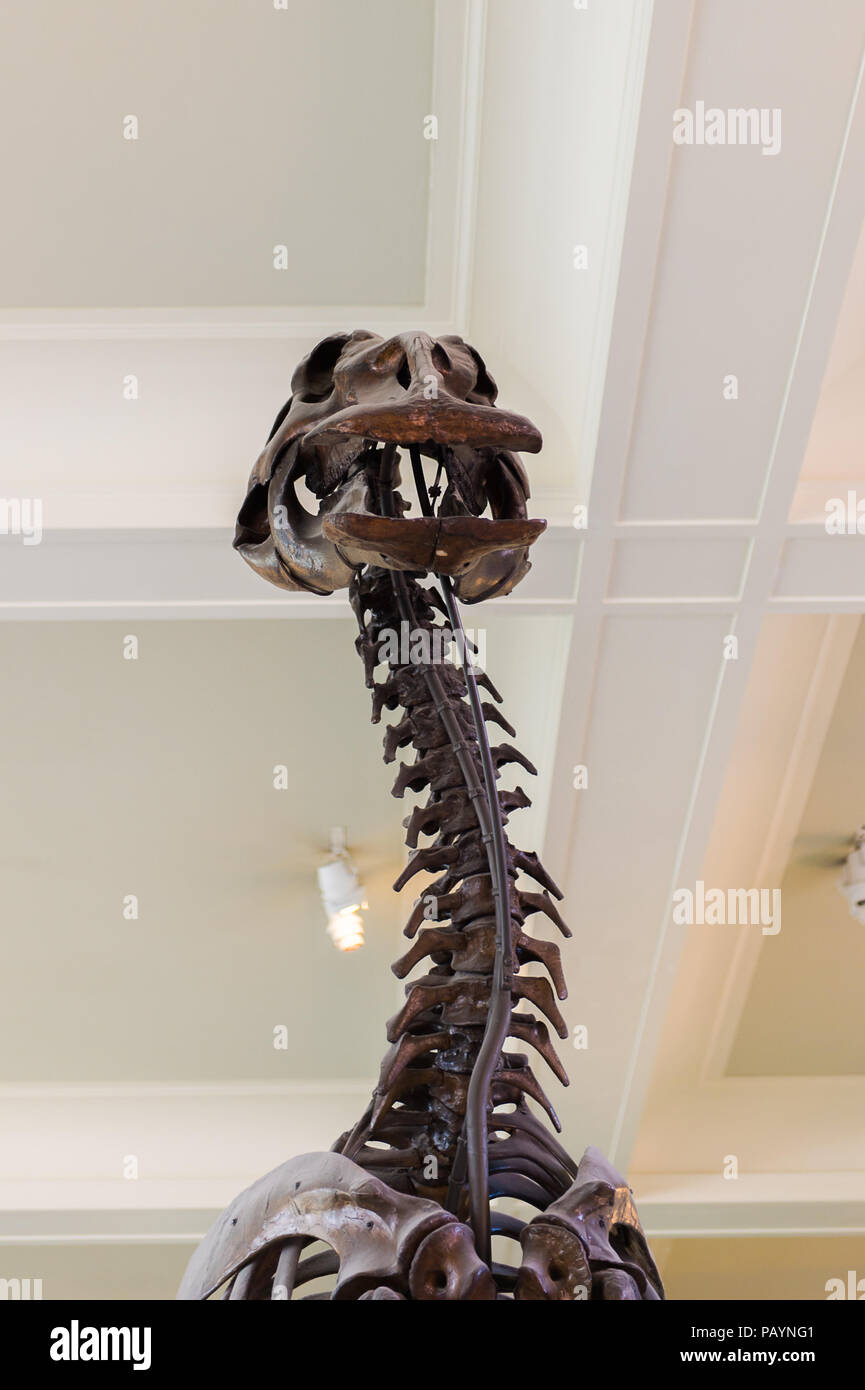 NEW YORK, USA - OCT 8, 2015: Dinosaur skeleton at the American museum ...