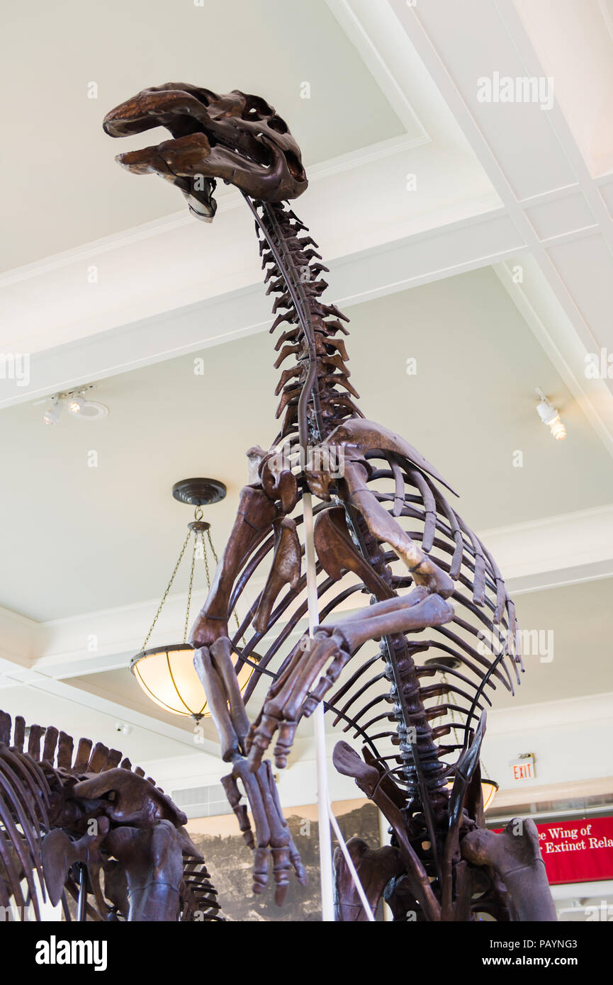 NEW YORK, USA - OCT 8, 2015: Dinosaur skeleton at the American museum ...