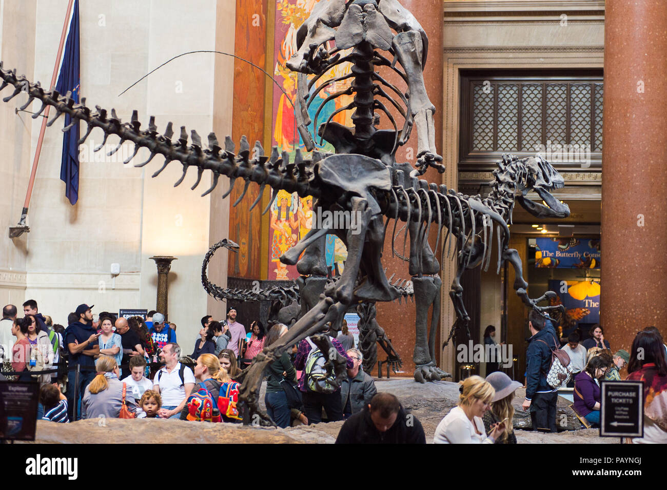 NEW YORK, USA - OCT 8, 2015: Dinosaur skeleton at the hall of the ...