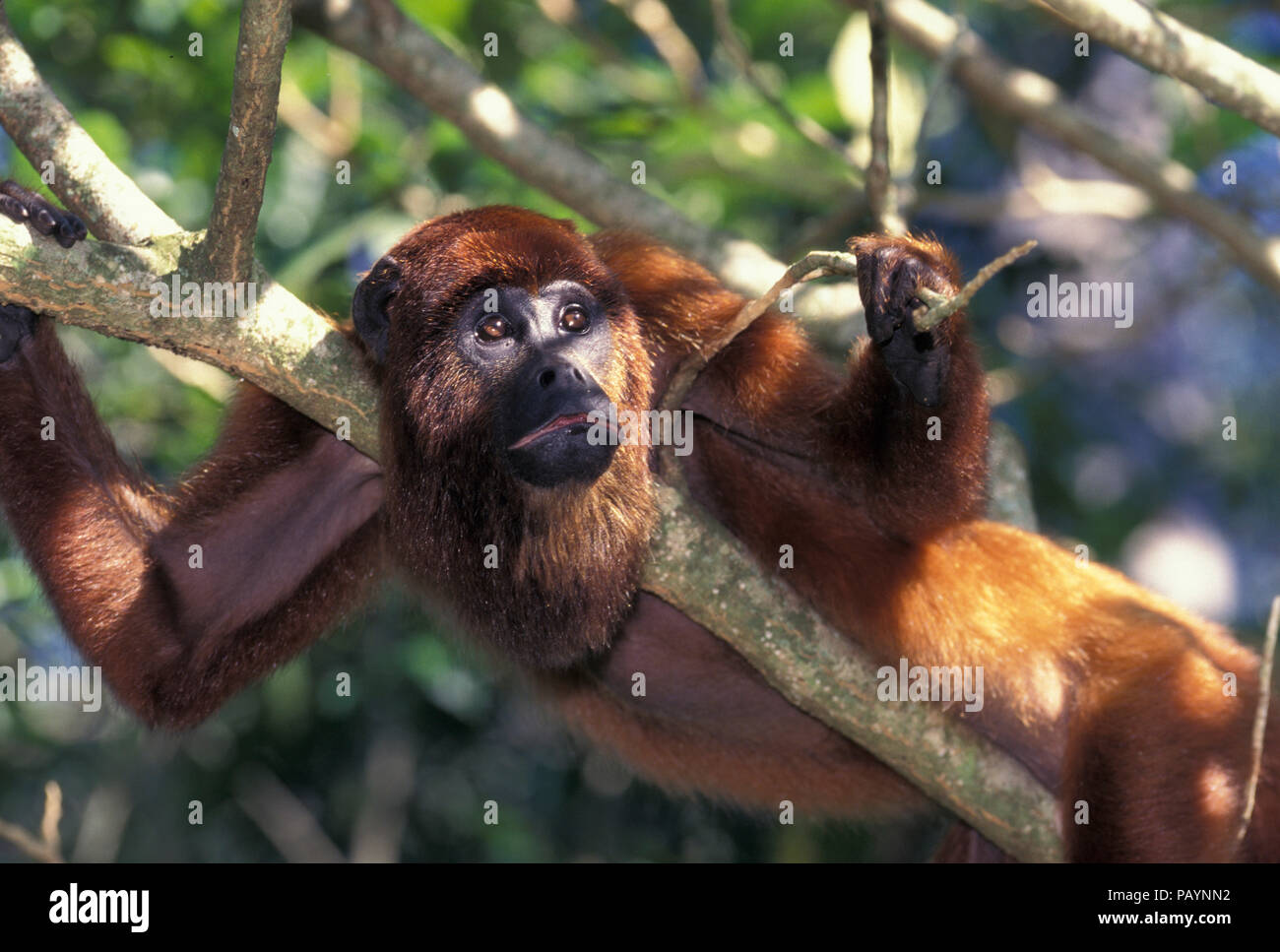 NOT 1139830 RED HOWLER MONKEY Alouatta seniculus Venezuelan Red Howler ...