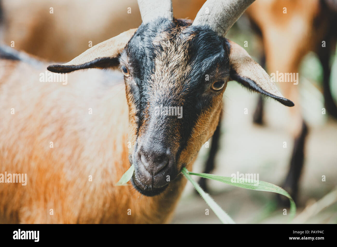 Maltese fauna hi-res stock photography and images - Alamy