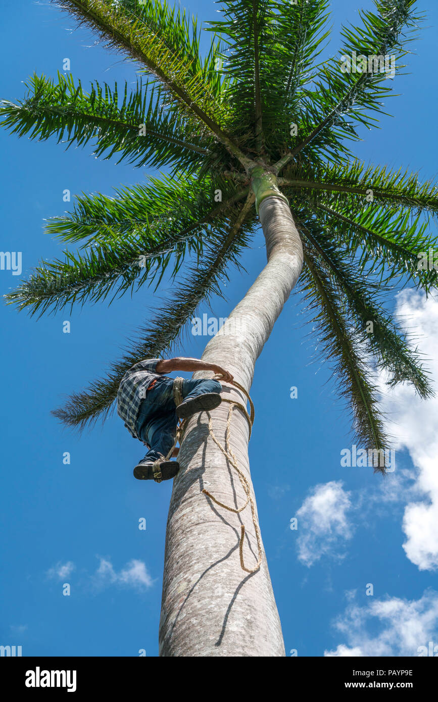 Countries With Coconut Trees at Bailey Walters blog