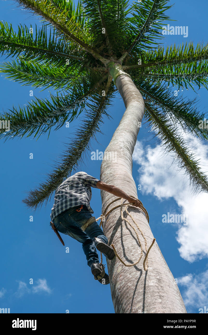 Adult male climbs tall coconut tree with rope to get coco nuts ...