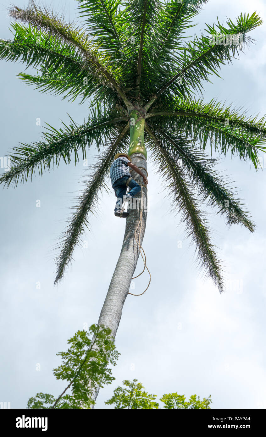 Adult male climbs tall coconut tree with rope to get coco nuts ...