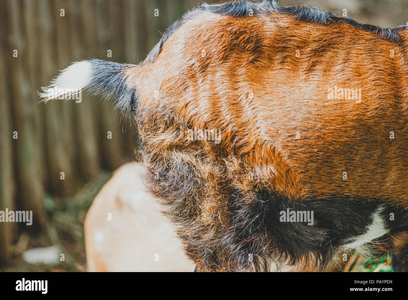 Portrait of tail domestic-goat. Close up domestic-goat Stock Photo - Alamy