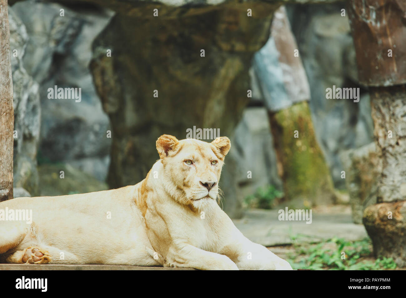 Portrait female lion is sitting in zoo Stock Photo - Alamy