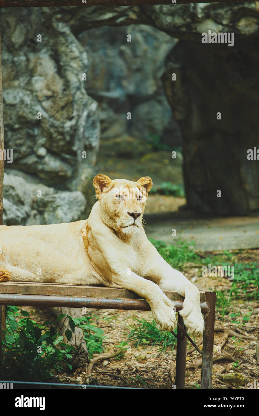 Portrait female lion is sitting in zoo Stock Photo - Alamy