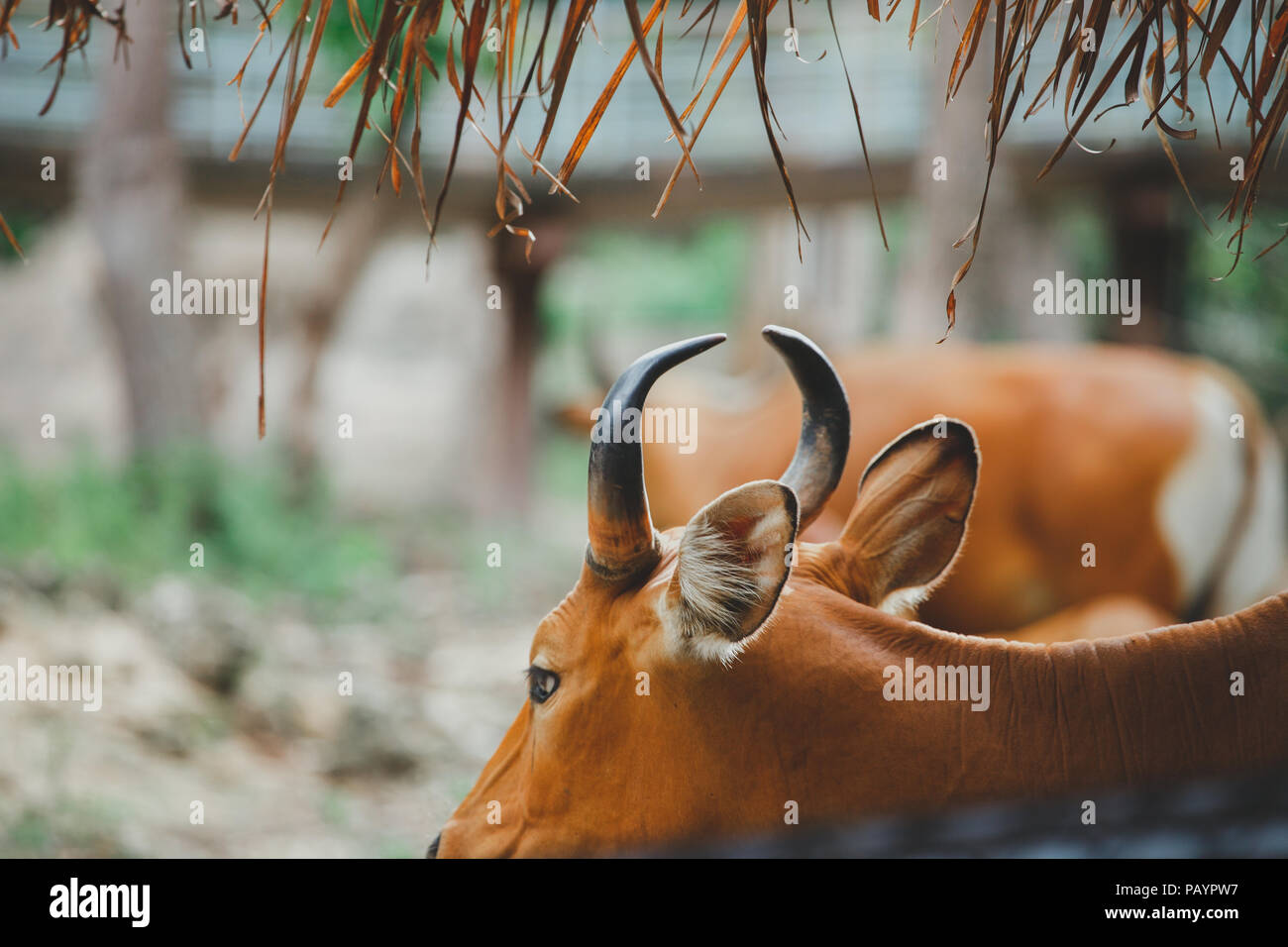Portrait of Banteng in farm, Close up Banteng in Thailand Stock Photo ...
