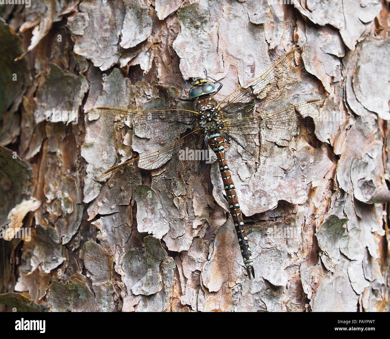 Aeshnidae hi-res stock photography and images - Alamy