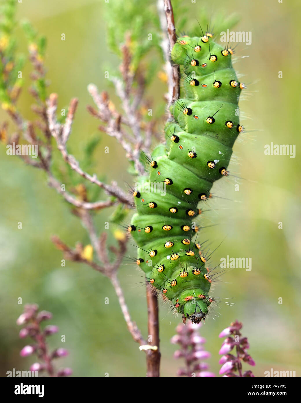 Emperor Moth caterpillar final instar (Saturnia pavonia) crawling down ...