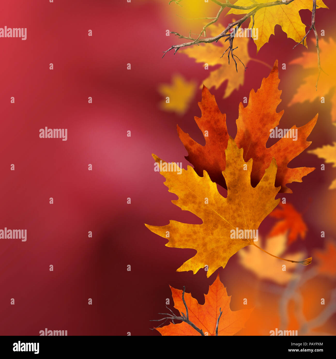 Dry leaf falling from tree hi-res stock photography and images - Alamy