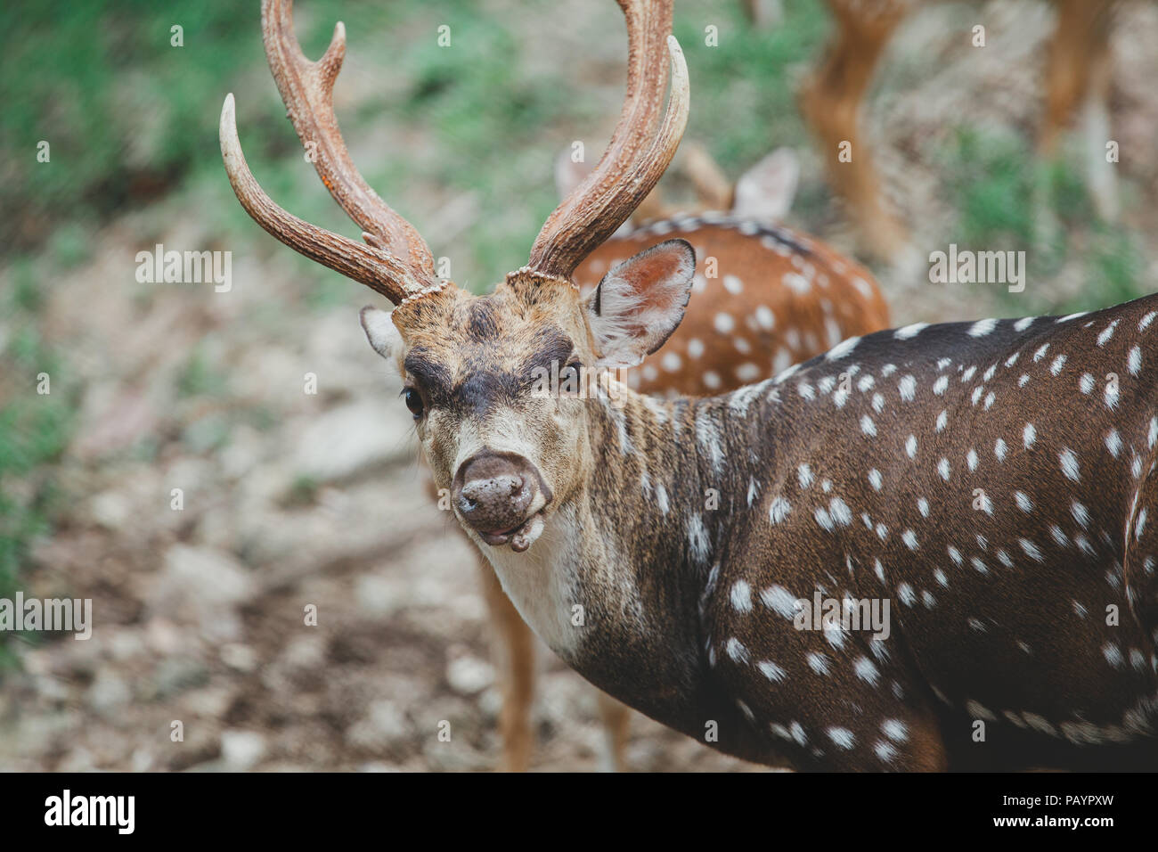 Portrait of spotted deer or chital deer Stock Photo - Alamy