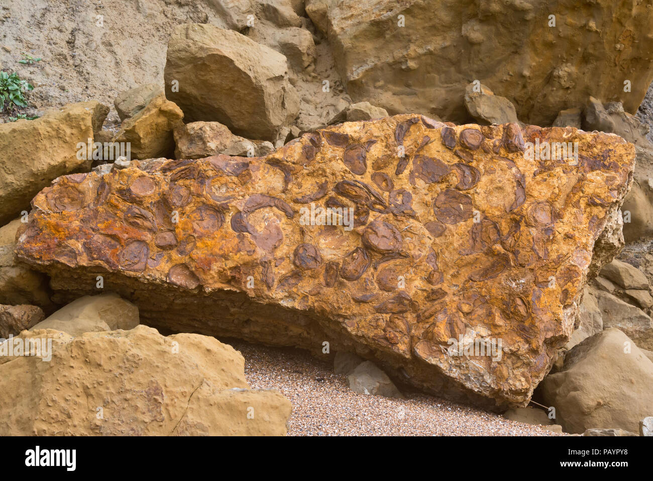 Ammonites in the sandstone rocks on the beach below Buton Cliff on the ...