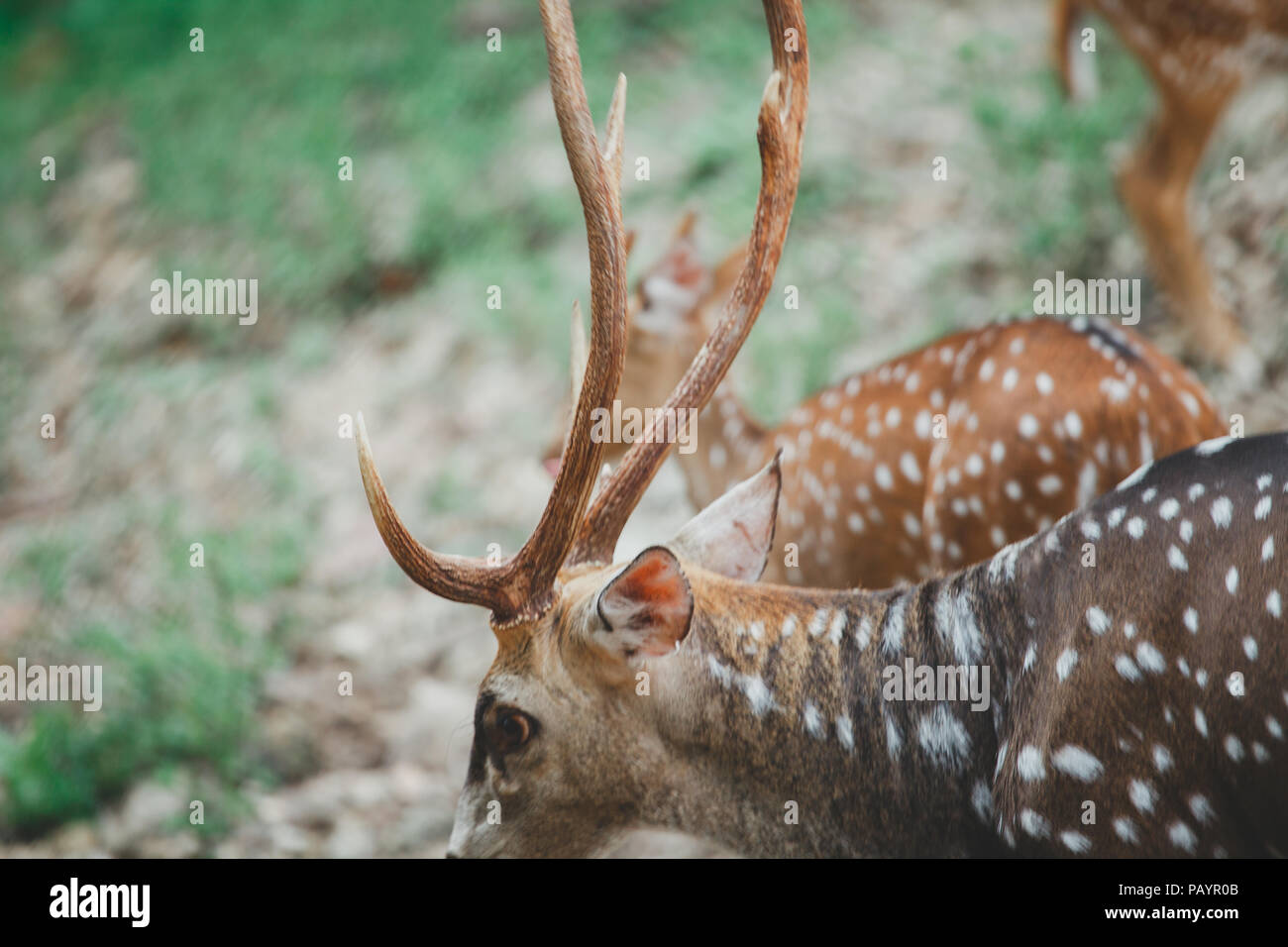 Portrait of spotted deer or chital deer Stock Photo - Alamy
