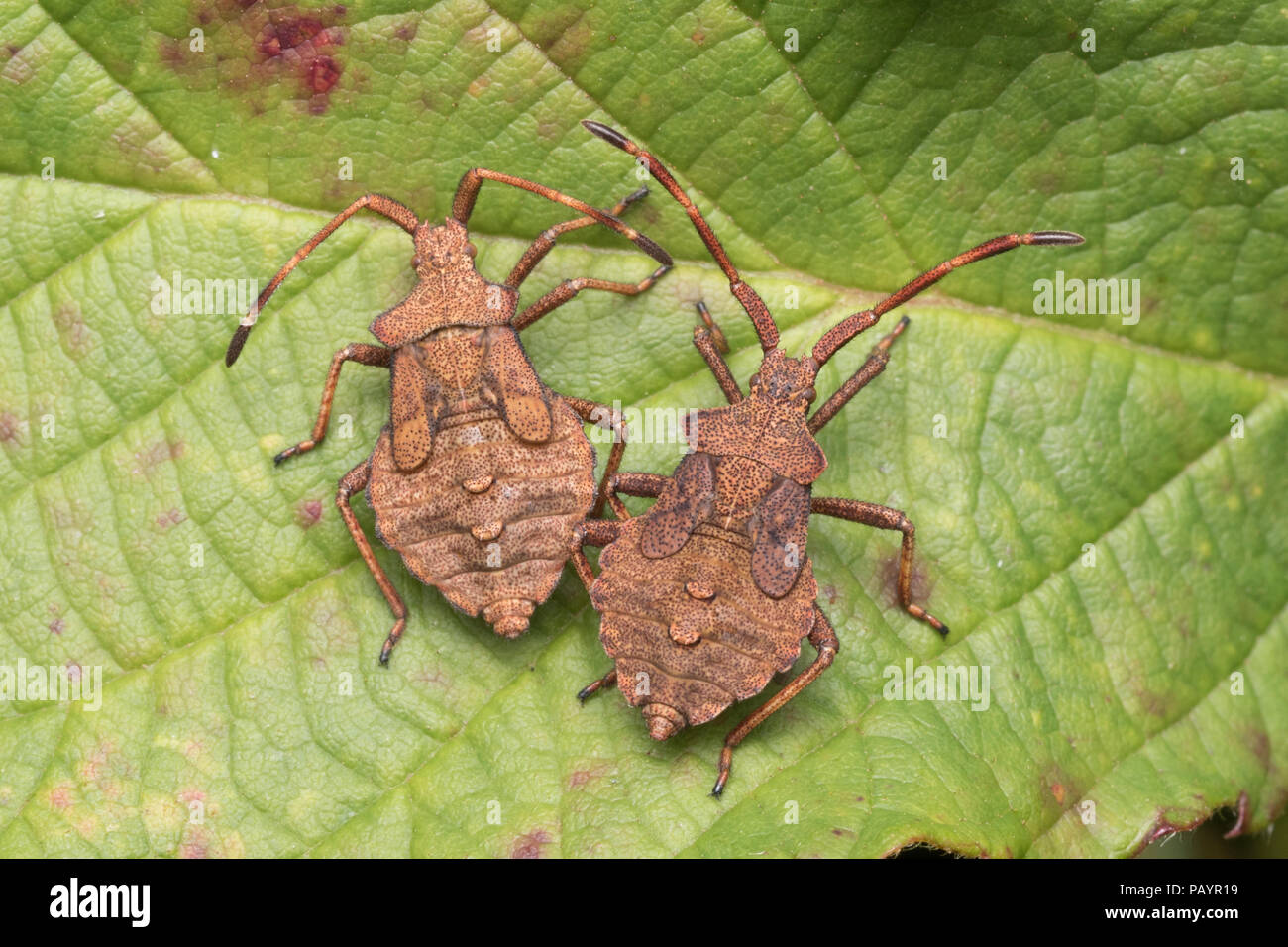 Dock bug nymphs hi-res stock photography and images - Alamy