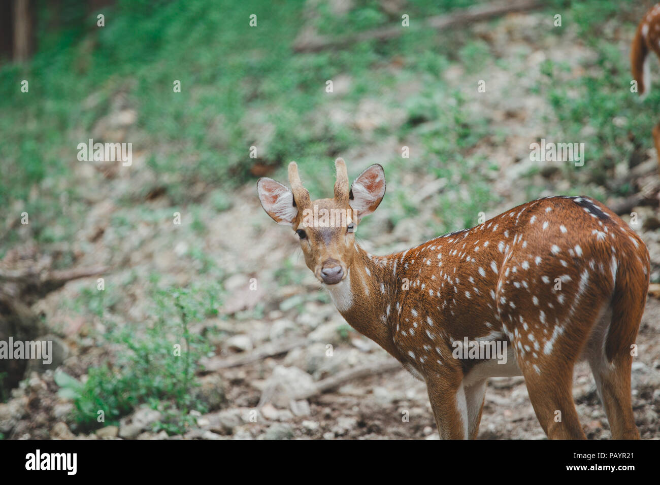 Portrait of spotted deer or chital deer Stock Photo - Alamy