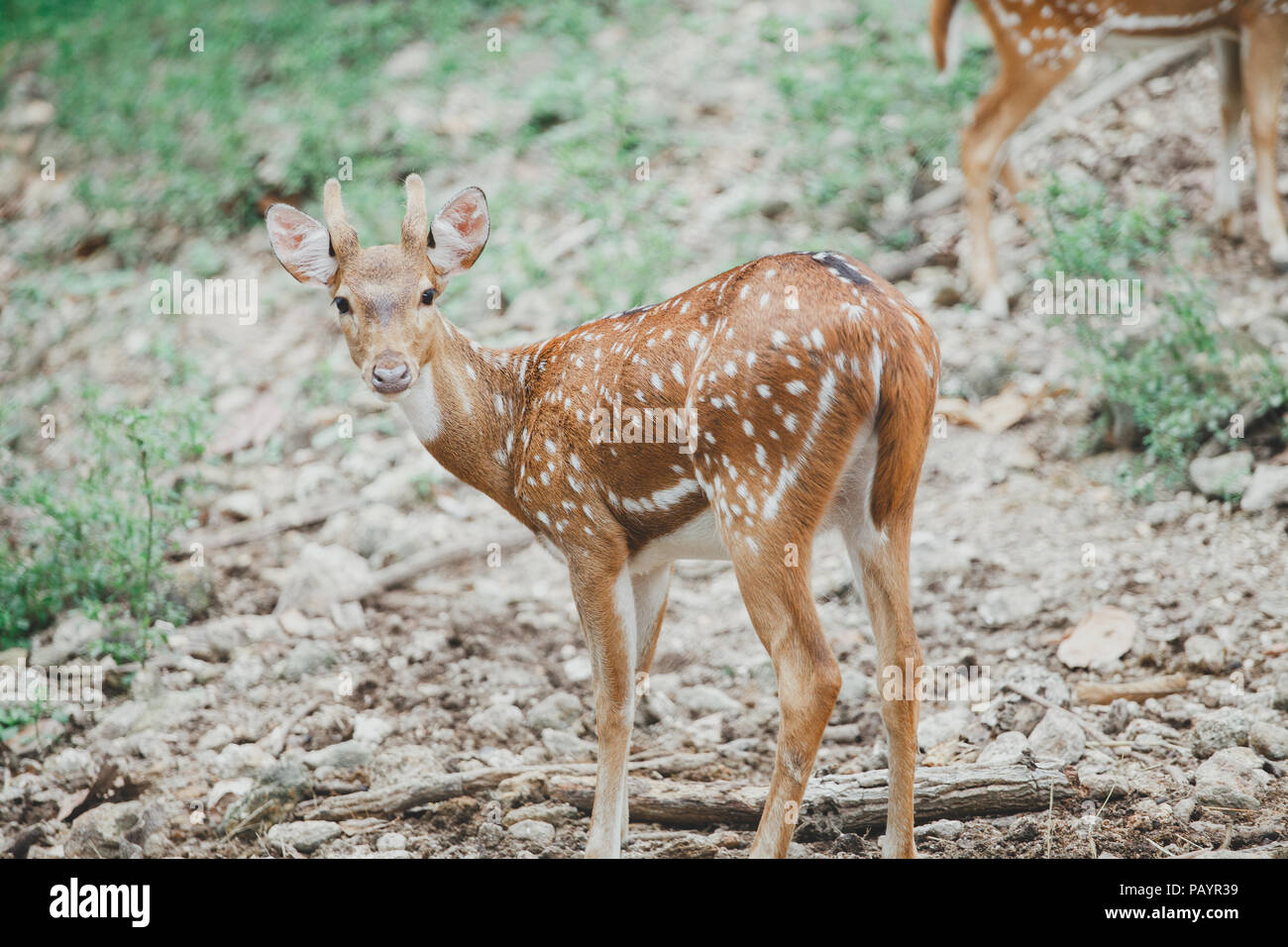 Chital deer face hi-res stock photography and images - Alamy