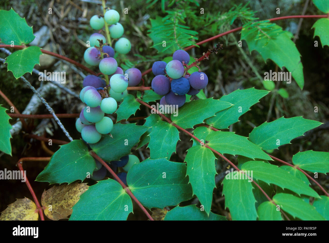 Duffy lake trail hi-res stock photography and images - Alamy