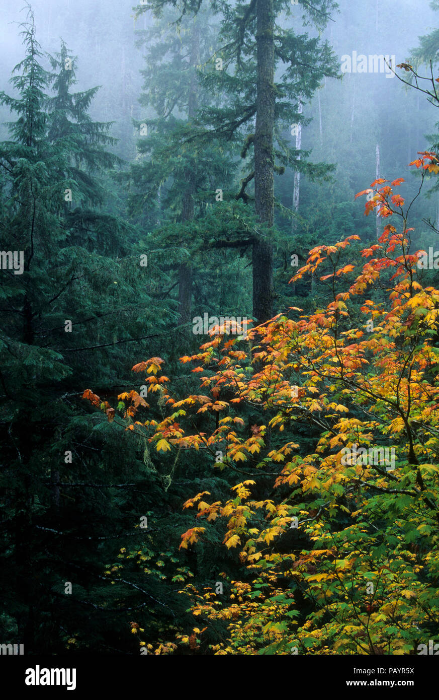 Vine maple in ancient forest along Jawbone Flats Trail, Opal Creek ...