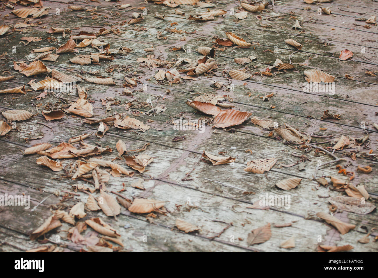 Dried leaf on old wooden floor. Texture background Stock Photo - Alamy