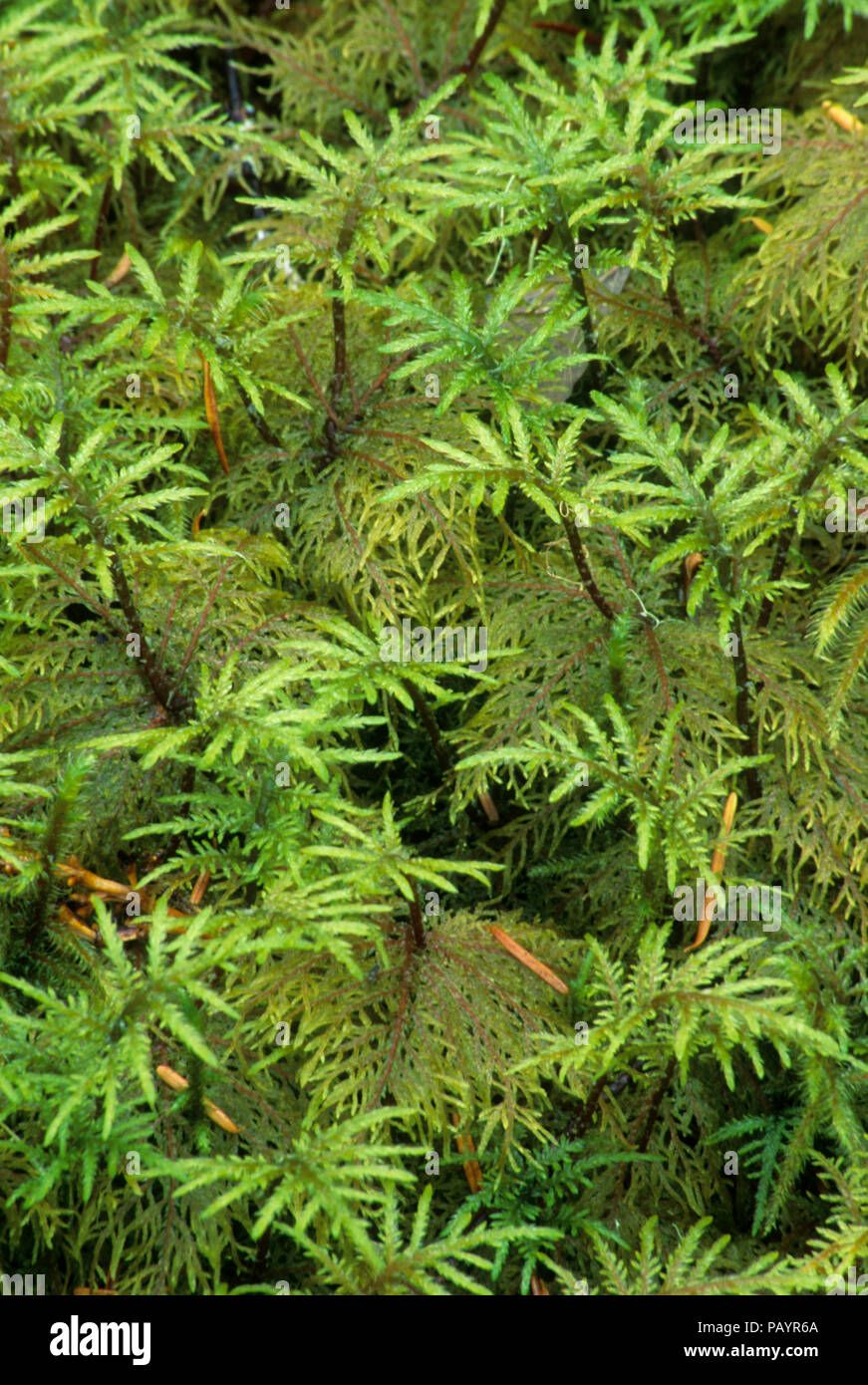 Oregon forest moss hi-res stock photography and images - Alamy