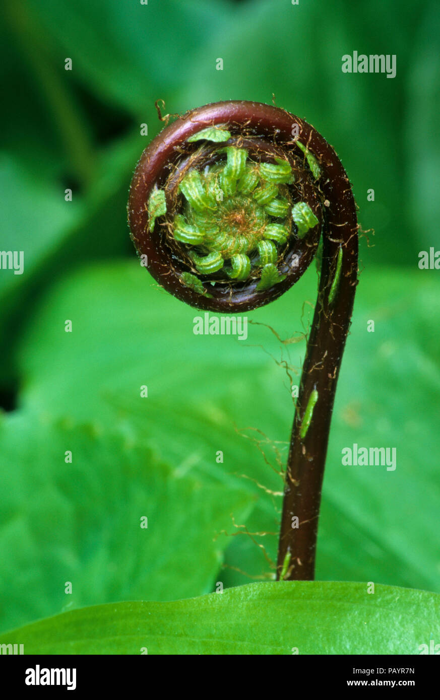 Fiddleneck hi-res stock photography and images - Alamy