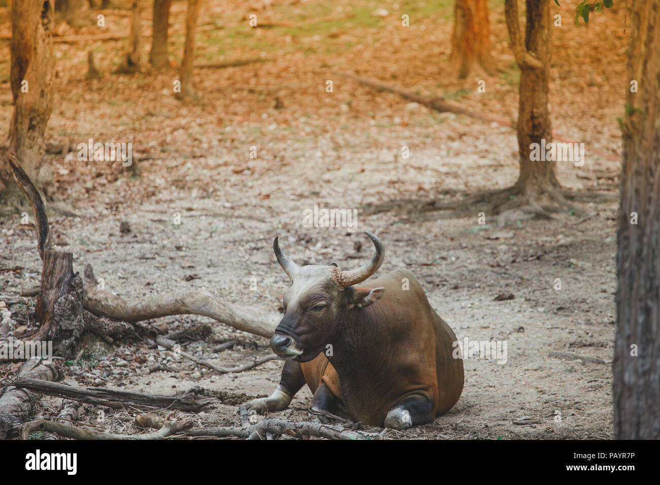 Portrait of Banteng in forest, Close up Banteng in Thailand Stock Photo ...