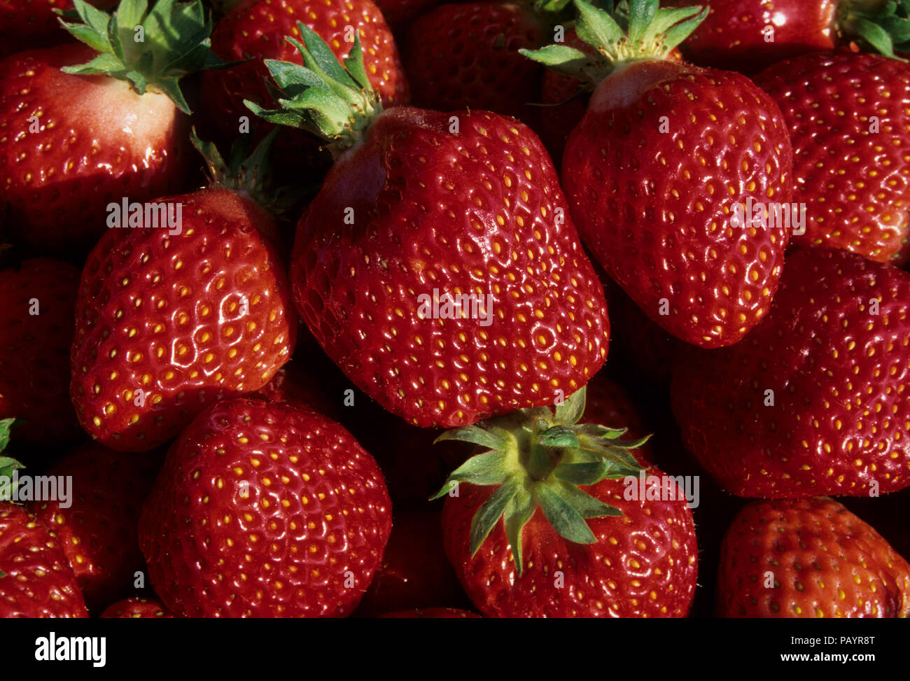 Oregon strawberries hi-res stock photography and images - Alamy