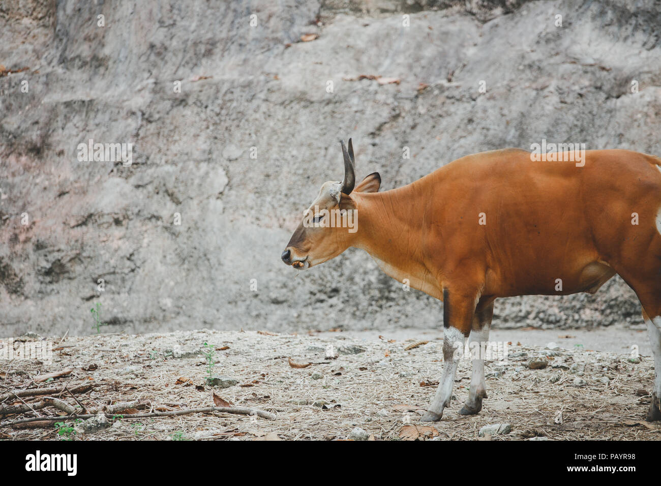 Portrait of Banteng in forest, Close up Banteng in Thailand Stock Photo ...