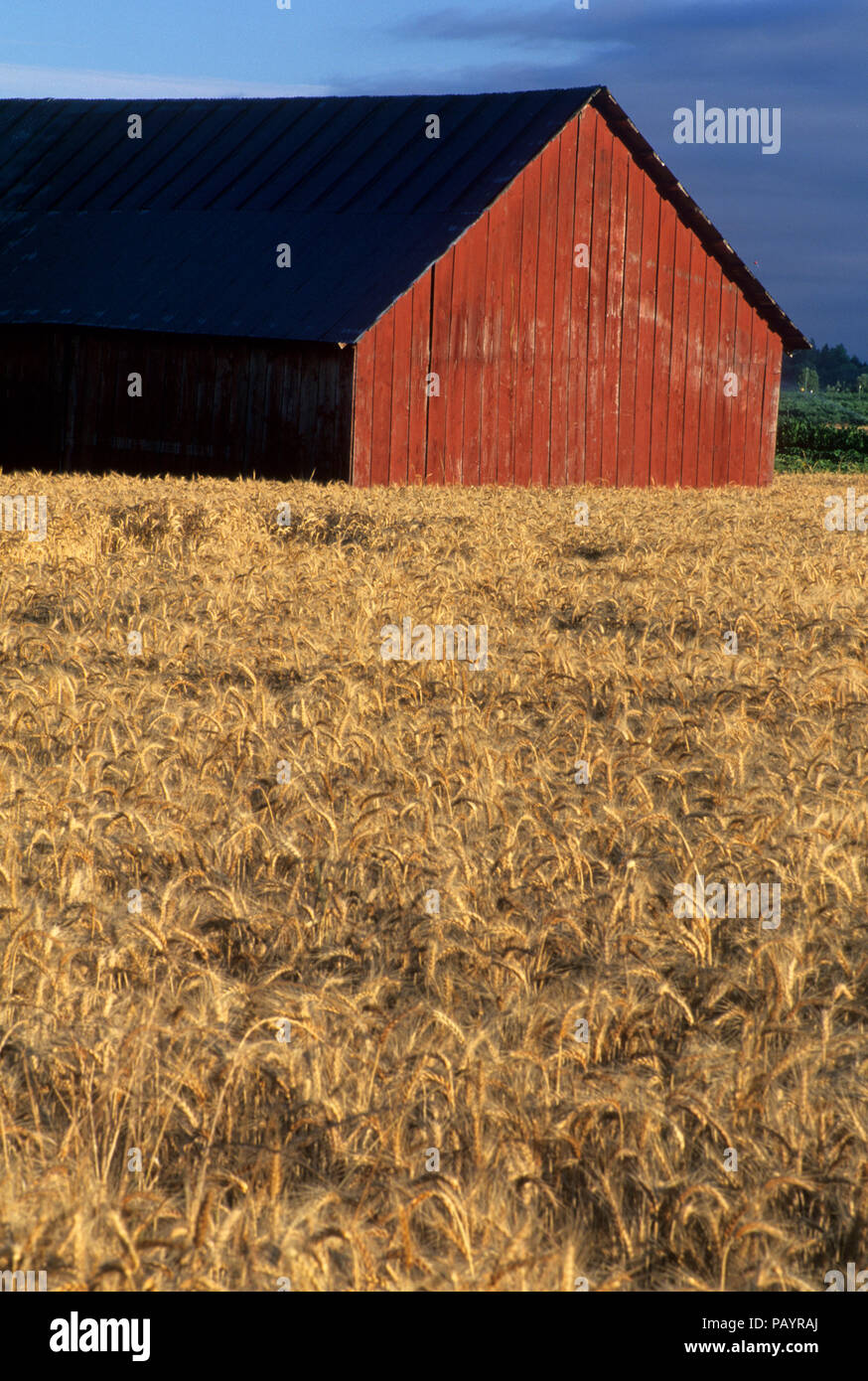 Wheat Field Barn Farm Stock Photos & Wheat Field Barn Farm Stock Images ...