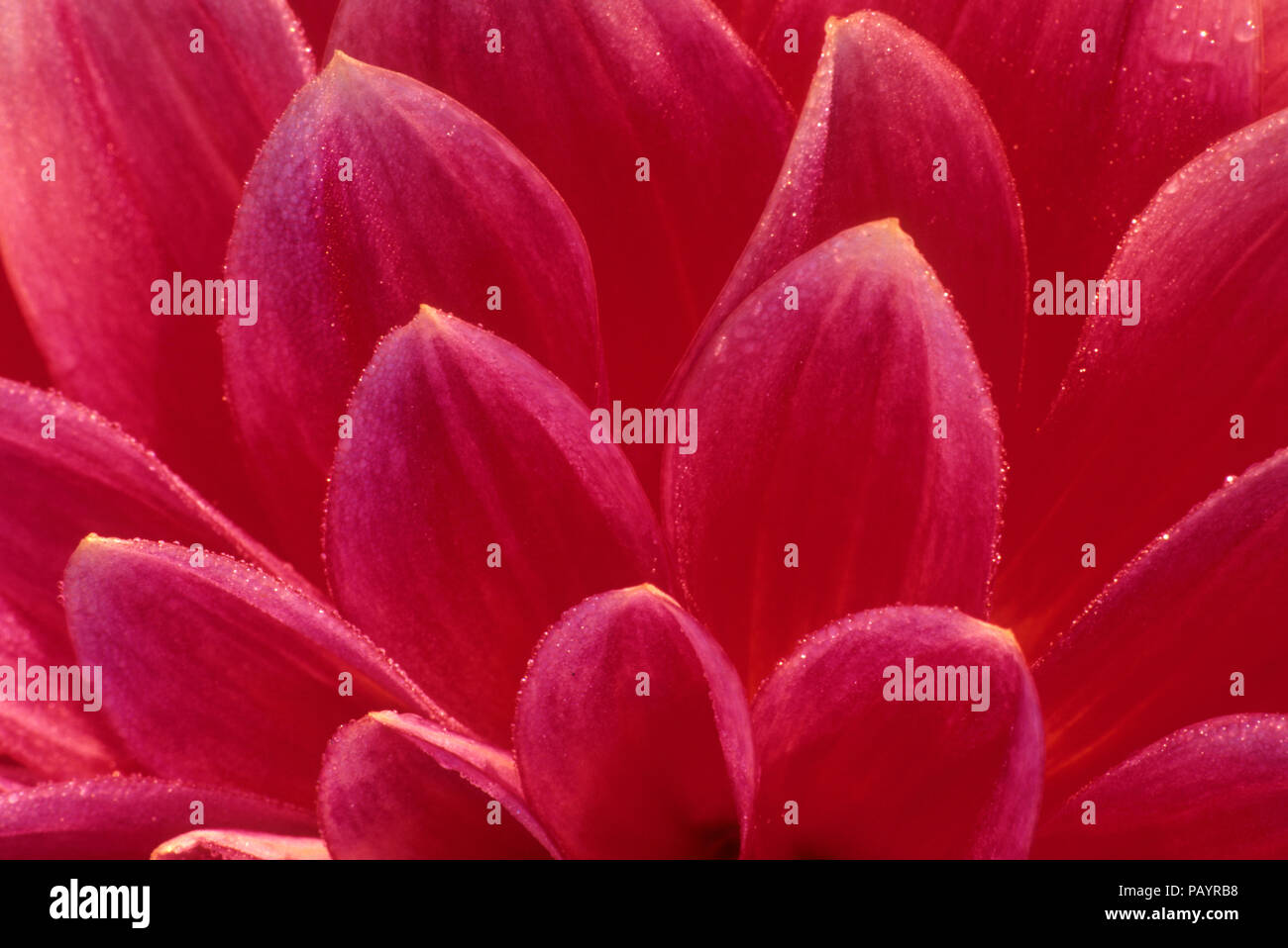 Canby Centennial dahlia, Swan Island Dahlias, Canby, Oregon Stock Photo ...