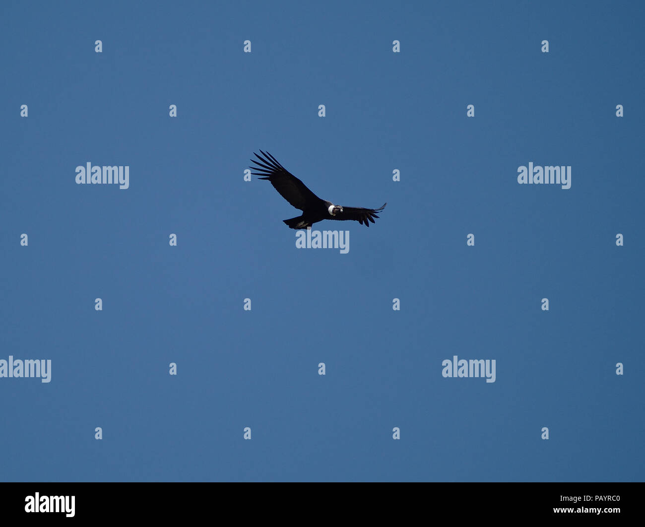 Andean condor argentina hi-res stock photography and images - Alamy