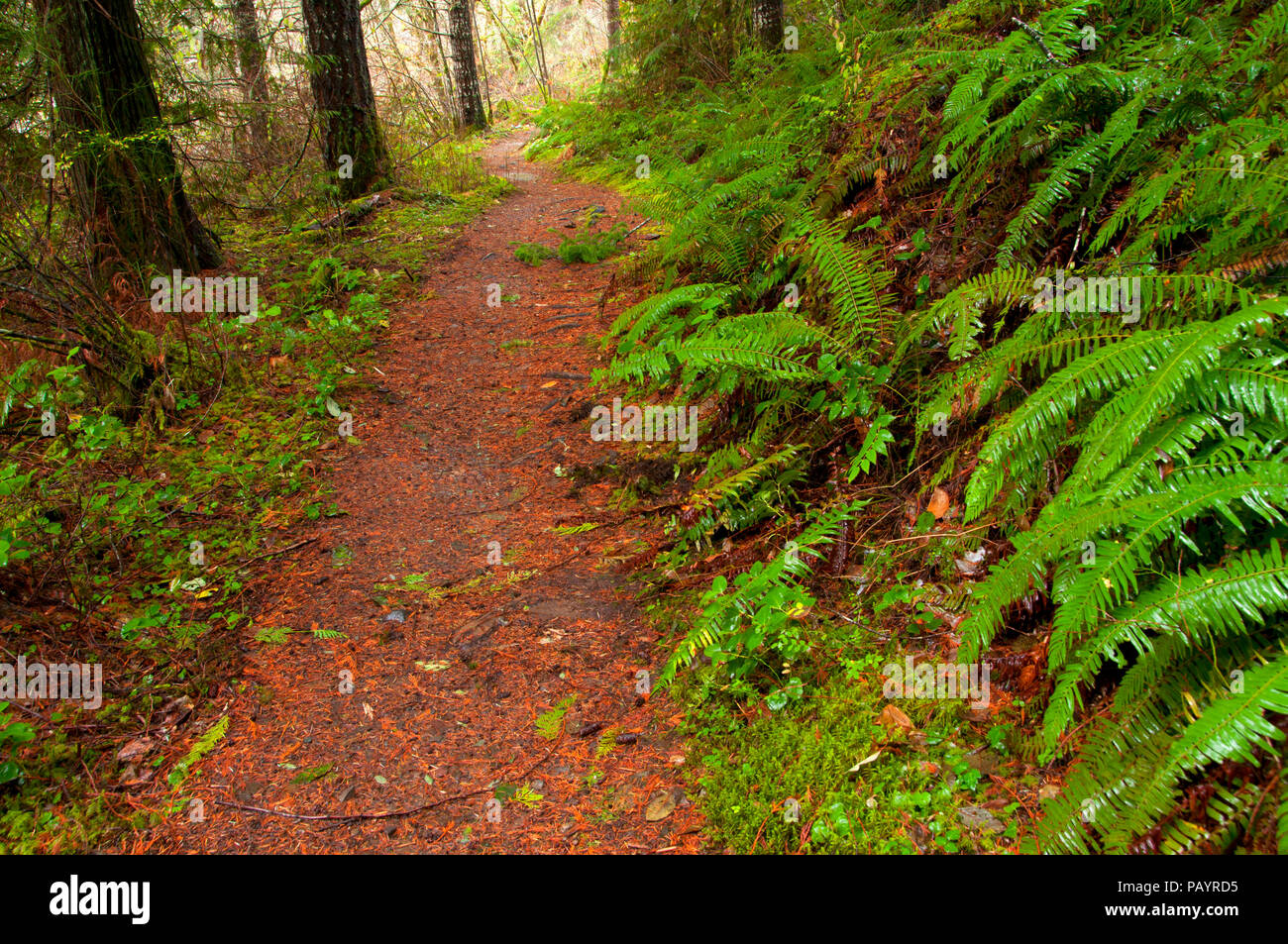 North Umpqua River National Recreation Trail, North Umpqua Wild and ...