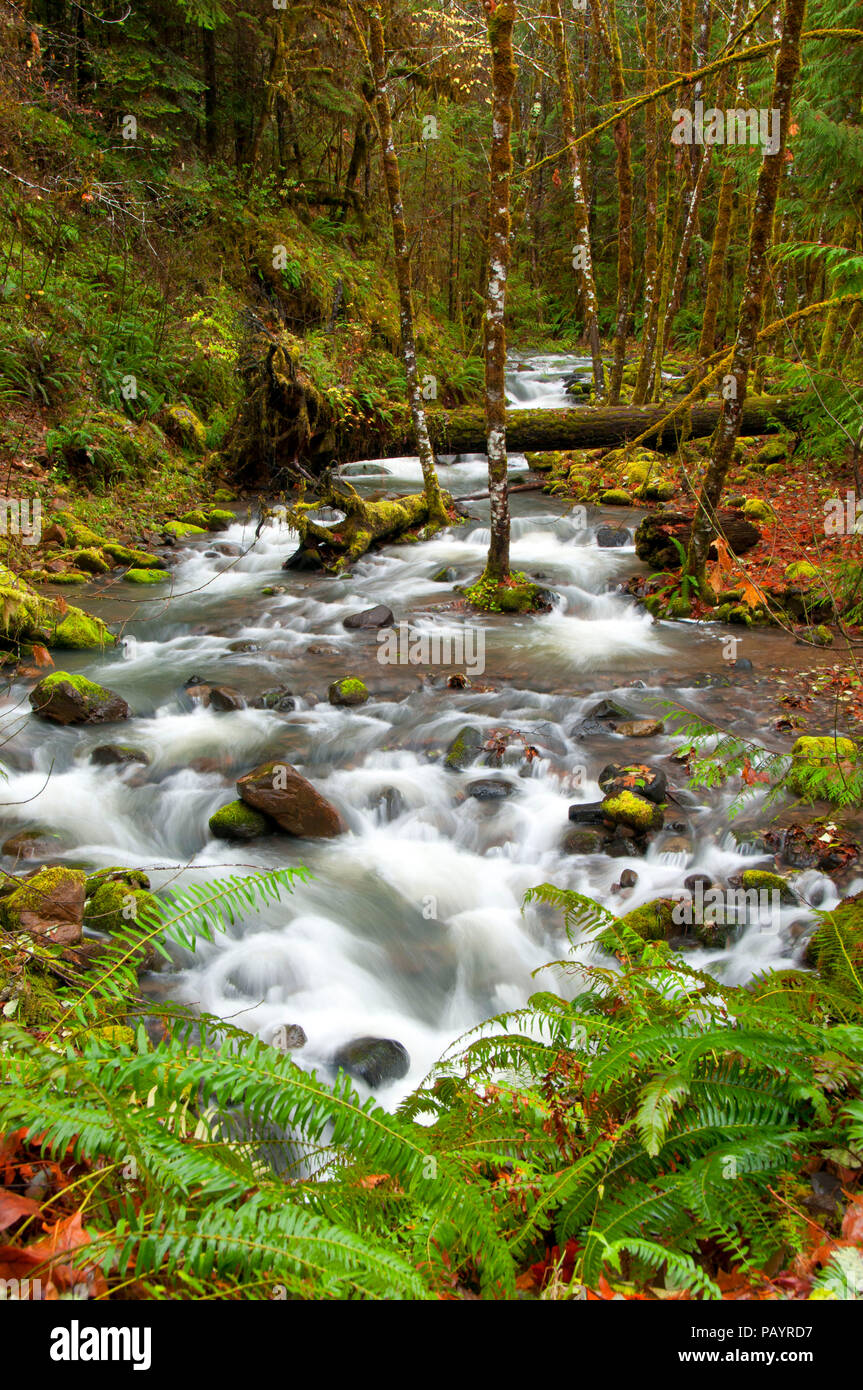 Wright Creek along North Umpqua River National Recreation Trail, Rogue ...