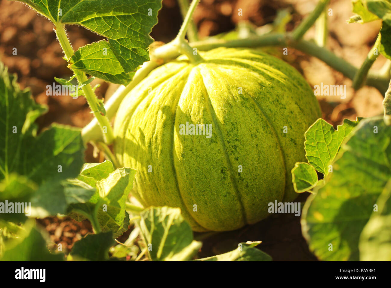 Melon stalk hi-res stock photography and images - Alamy