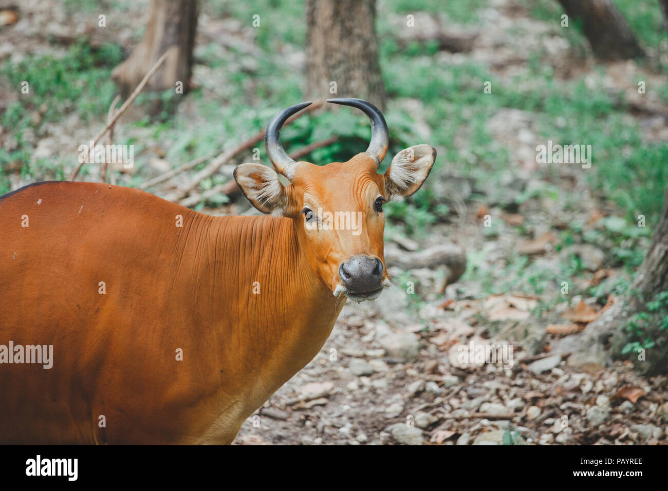 Male banteng green grass hi-res stock photography and images - Alamy