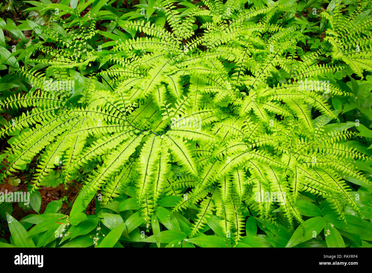 Five fingered fern hi-res stock photography and images - Alamy
