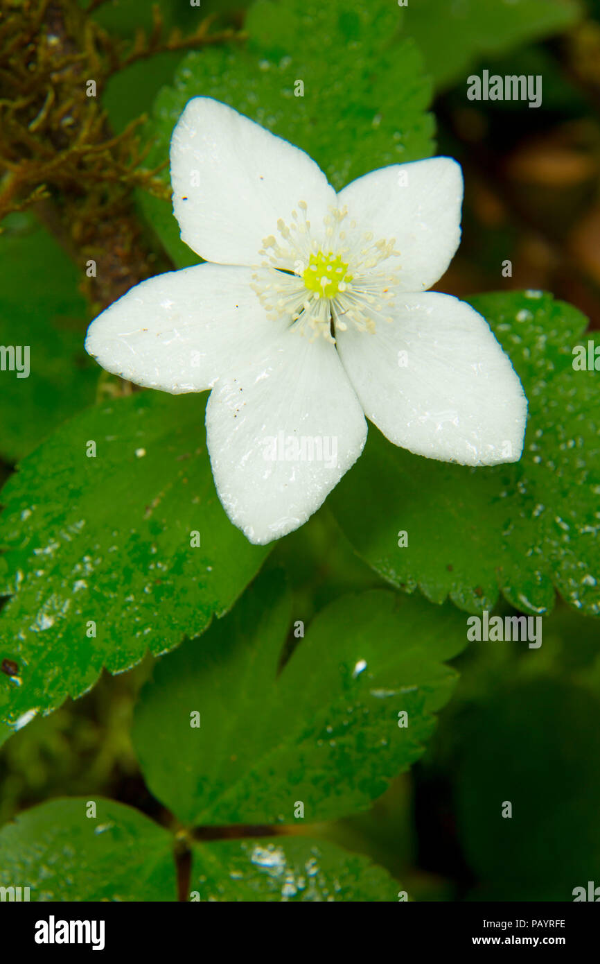 Windflower along Wolf Creek Falls Trail, Roseburg District Bureau of ...