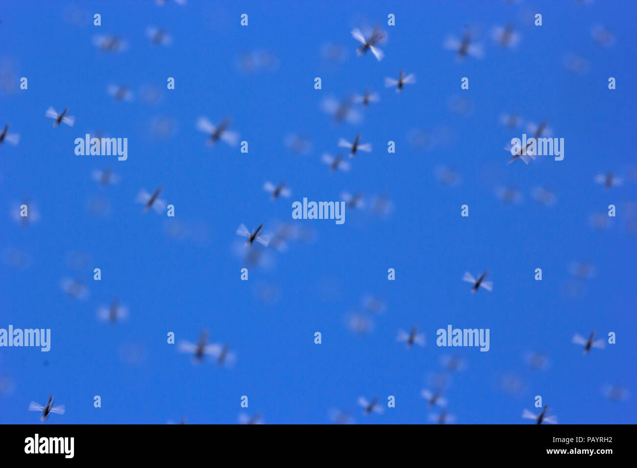 Bug hatch at Diamond Lake, Umpqua National Forest, Rogue-Umpqua ...