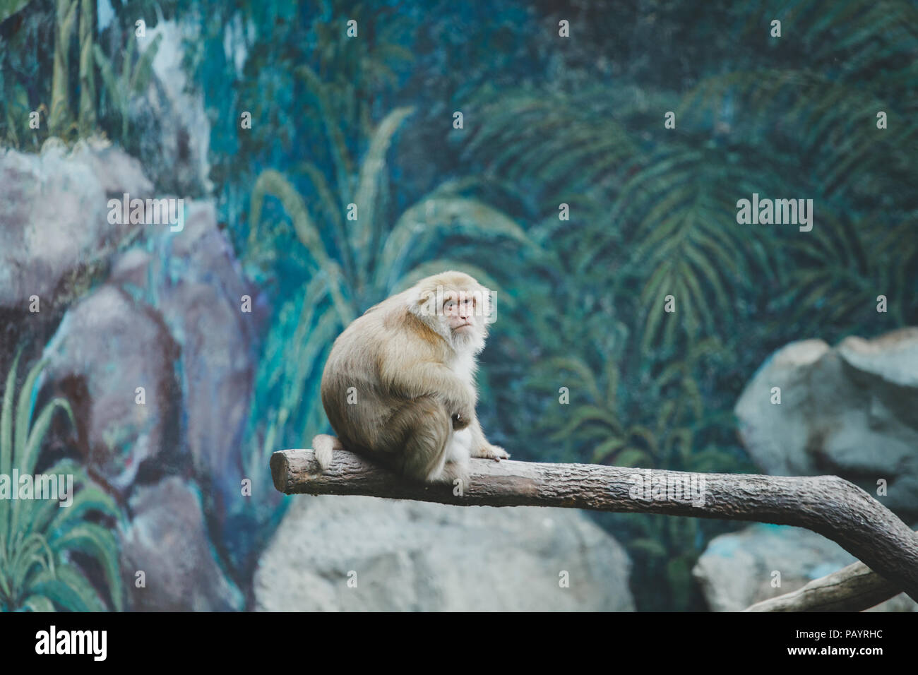 White monkey is sitting on timber in Chiangmai zoo Stock Photo - Alamy