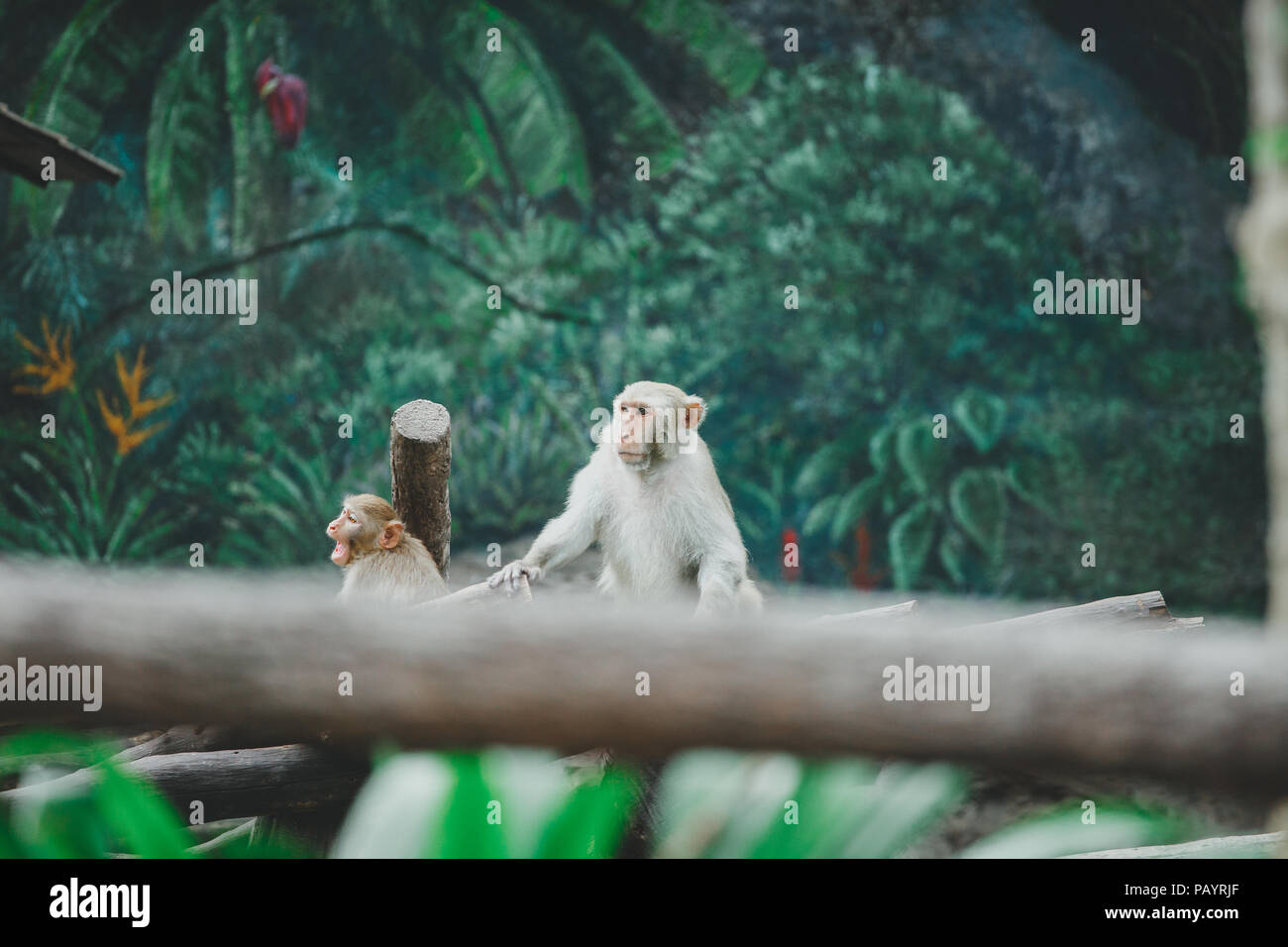 Closeup monkey sitting on wall hi-res stock photography and images - Alamy